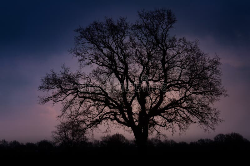 Single Tree Silhouette at Sunset Stock Photo - Image of crown, tree ...