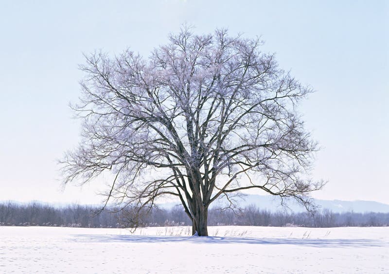 Big oak tree stock photo. Image of cold, individual, chief - 4054626