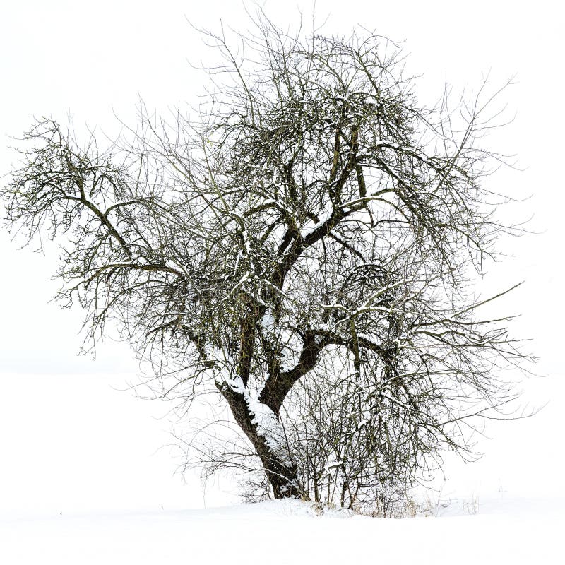 Single Tree on a Snow Covered Field Stock Image - Image of plant ...