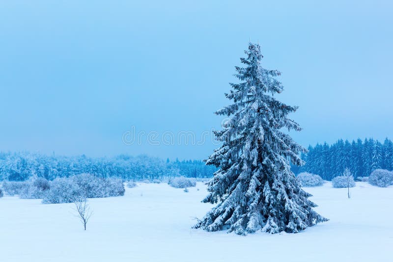 Single Tree in the Snow High Vens, Belgium Stock Image - Image of ...