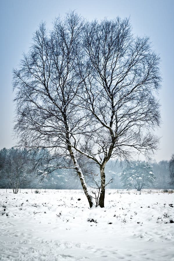 Single tree in the snow stock photo. Image of wintry - 36198844