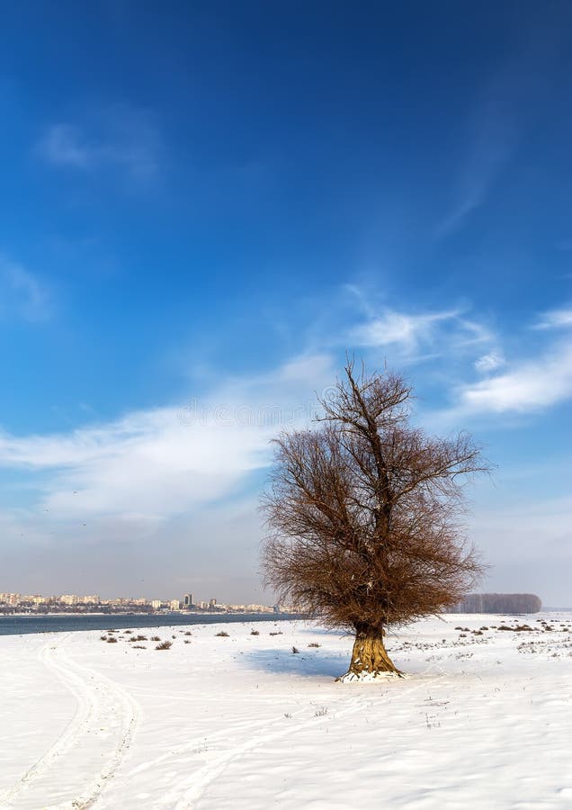 Single Tree in Snow Near the Danube Stock Image - Image of freeze ...