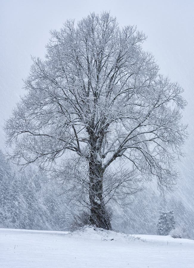 Single tree in snow storm stock image. Image of snowy - 85323527