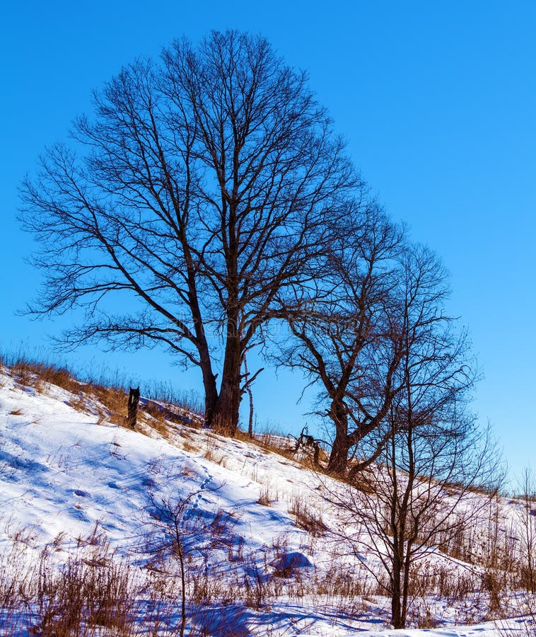 Single Tree at Snowy Slope Landscape Stock Image - Image of january ...