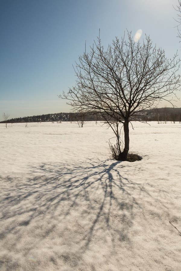 Single Tree in a Solitude Winter Landscape Stock Photo - Image of ...