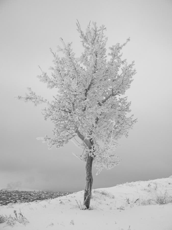 Single Tree in a Solitude Winter Landscape Stock Image - Image of ...