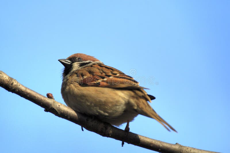 Single Tree Sparrow Bird on a Tree Branch during a Spring Nesting ...