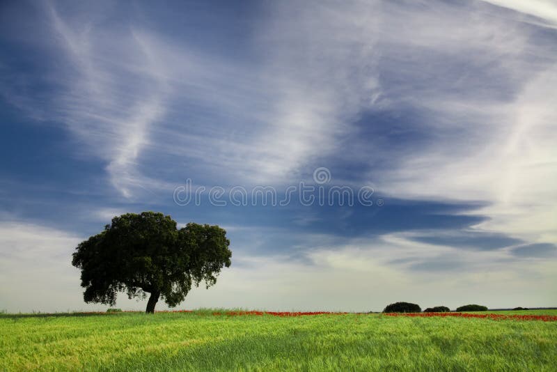 Single Tree in a Spring Field Stock Image - Image of outdoor, colorful ...