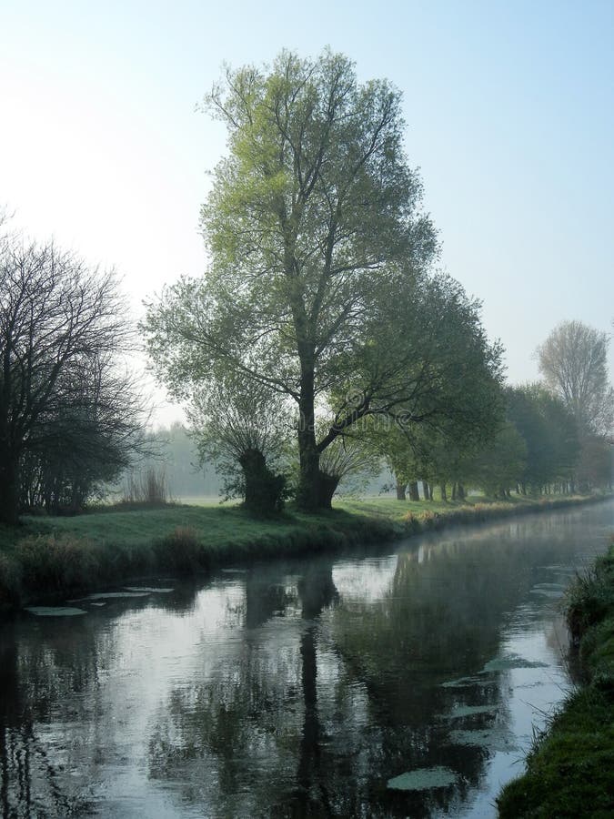 Single Tree in Spring at Lower Rhine Area Stock Image - Image of ...