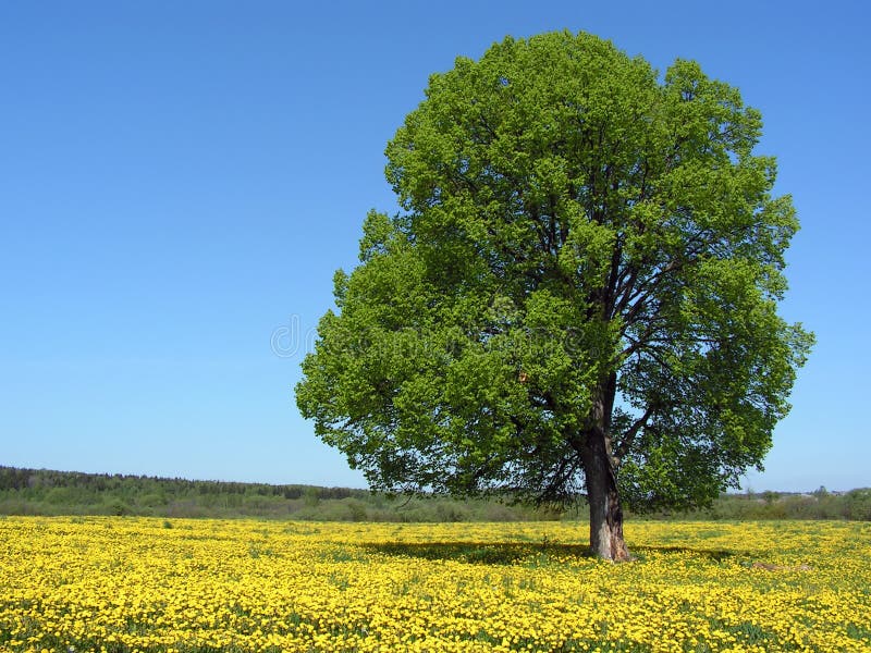 Single Tree at the Spring Meadow Stock Image - Image of colorful, grass ...