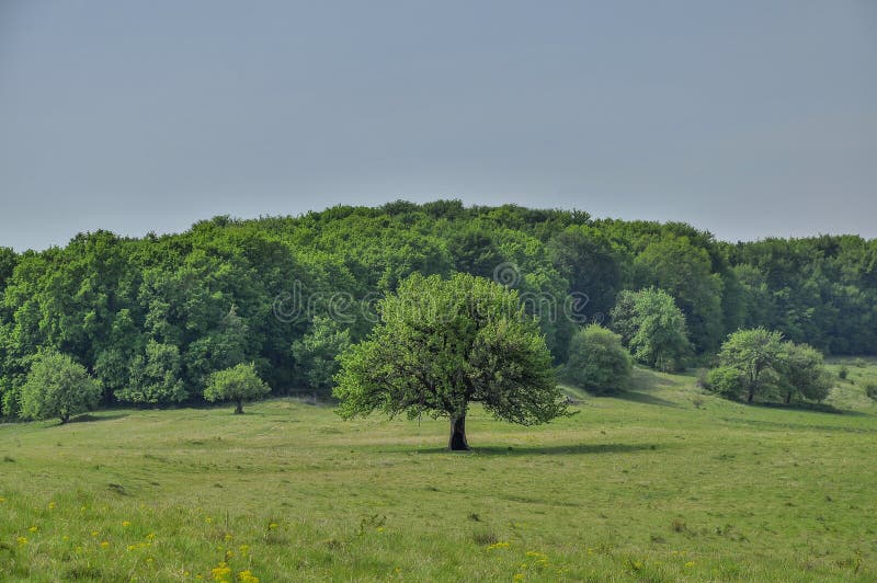 Single Tree in the Springtime with Forest As Background. Stock Image ...
