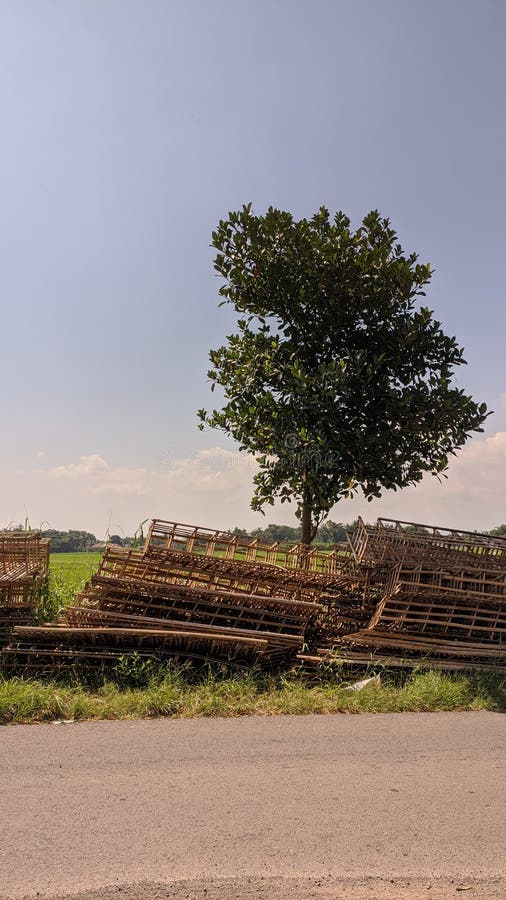A Single Tree Stand in Front of Egg Layer Chicken Farm Which Located in ...