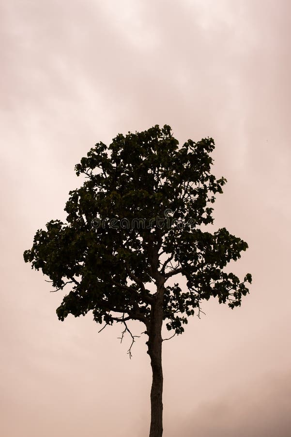 Single Tree Standing Alone stock image. Image of nature - 44359711