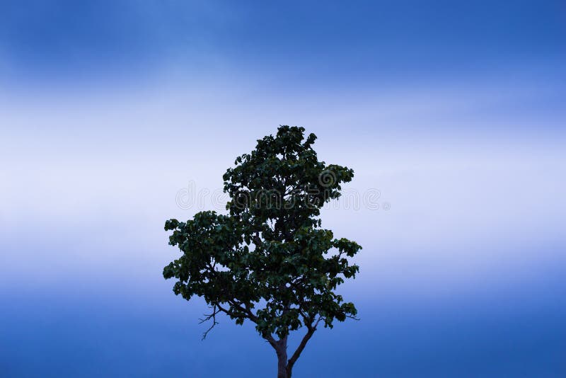 Single Tree Standing Alone stock image. Image of green - 44359745