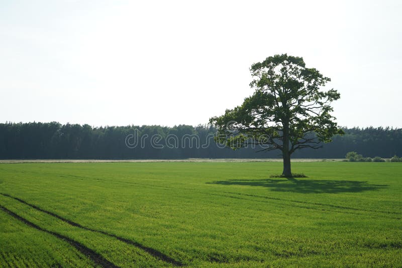 A Single Tree Standing Alone with Blue Sky and Grass Stock Photo ...