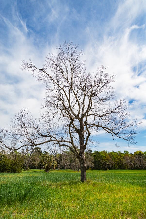 A Single Tree Standing Alone with Blue Sky and Grass Stock Photo ...