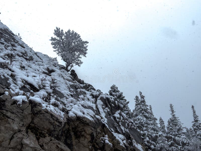 Single Tree Standing Alone on Cliff Cliff Stock Image - Image of speaks ...