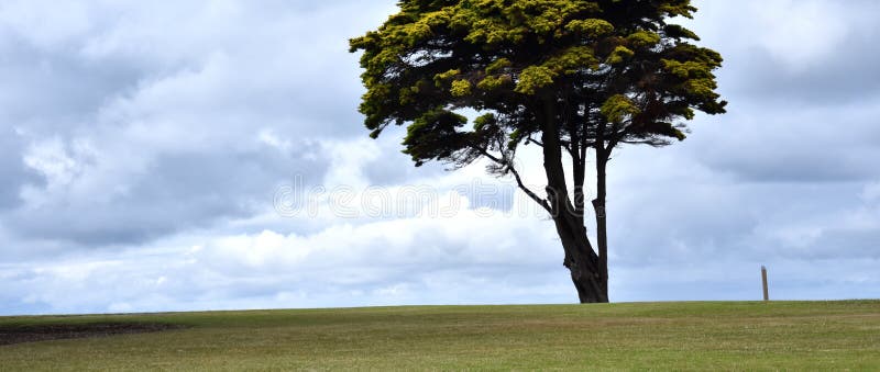 Single Tree Standing Alone stock photo. Image of garden - 85486012