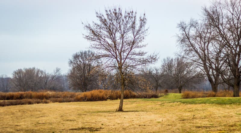 Single Tree Standing Alone in a Field Stock Image - Image of grows ...