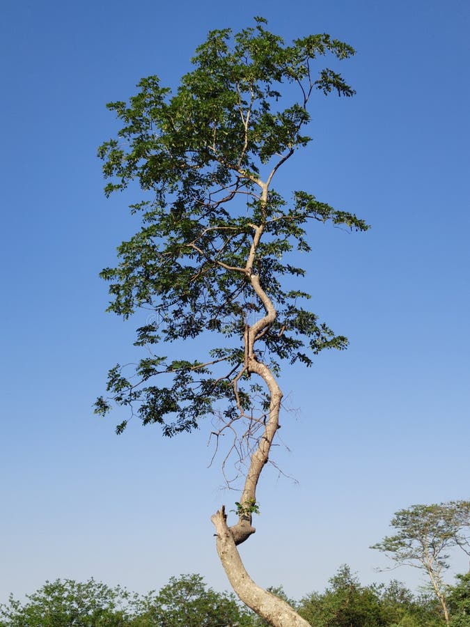 Single Tree Standing Alone in Jungle Stock Image - Image of produce ...