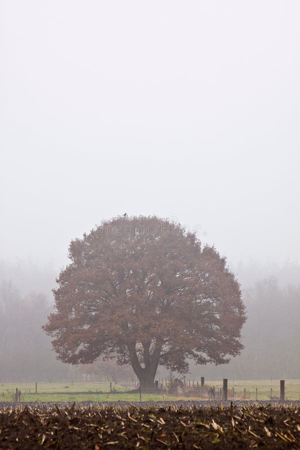 Single Tree Standing in the Countryside Stock Photo - Image of ...