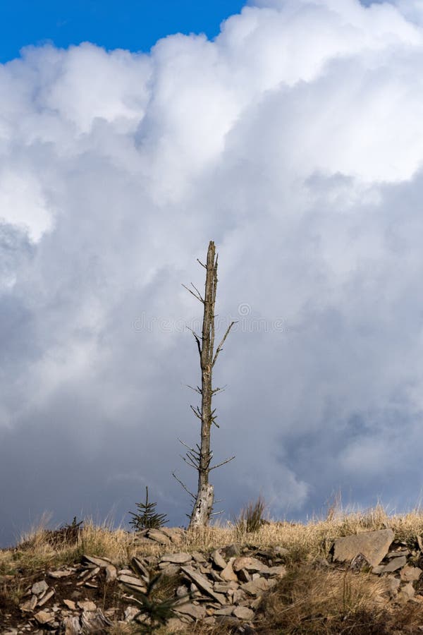 Last Tree Standing Alone on the Cliff Edge Stock Image - Image of white ...