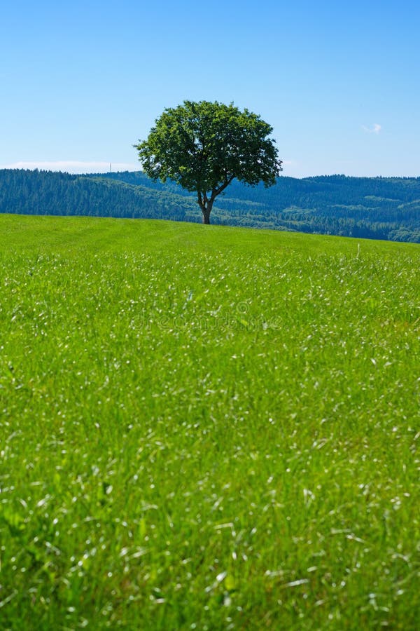 A Single Tree Standing on Greenfield and Blue Sky . Stock Image - Image ...