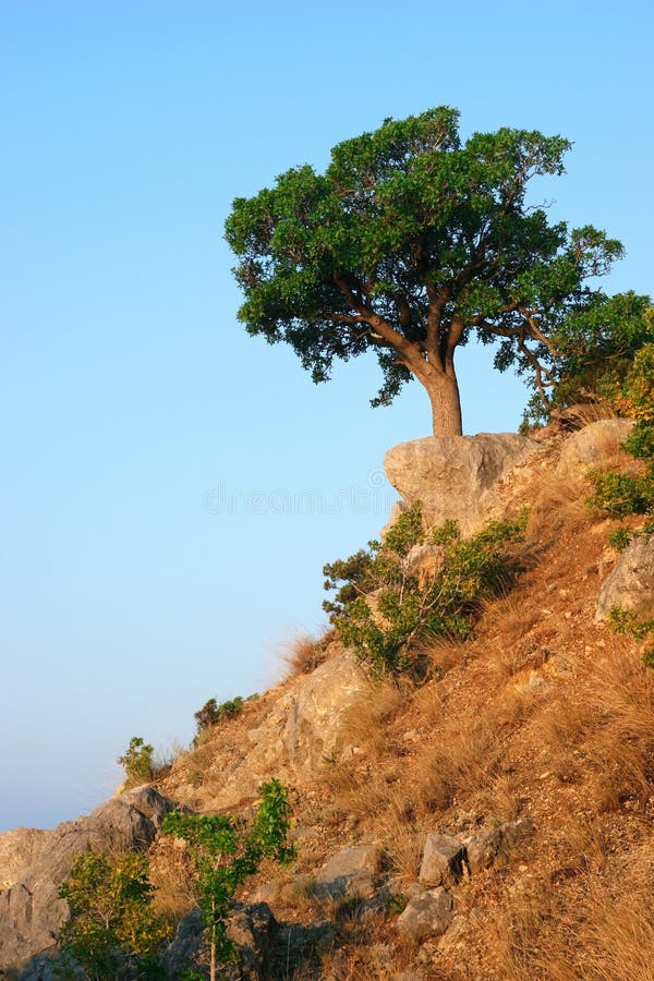Single Tree Standing on the Hill Stock Image - Image of isolated, clear ...