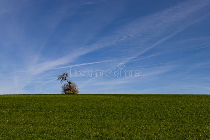 Single Tree Standing on the Horizon with Copy Space Stock Photo - Image ...