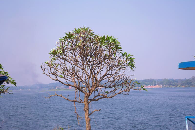A Single Tree Standing Just beside the Blue Clean River Under the Blue ...