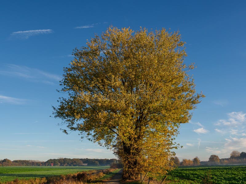 Single Tree Standing in the Middle of a Vast Landscape at Fall ...
