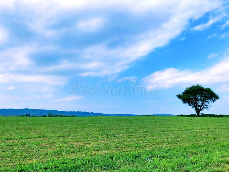 A Single Tree Standing in an Open Field Stock Photo - Image of hiking ...