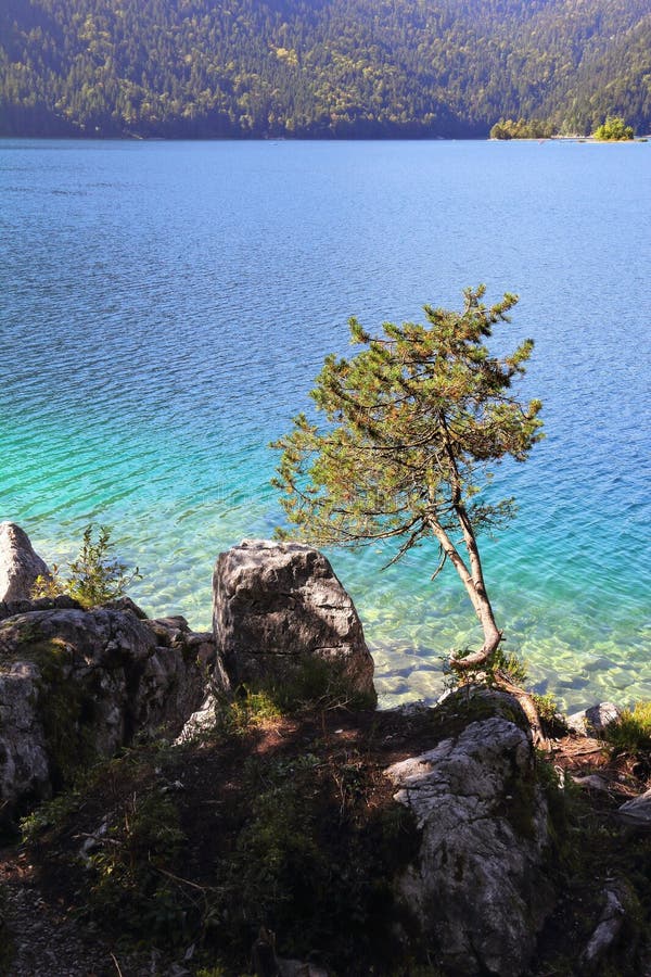 Single Tree Stands Atop a Hillside Overlooking the Tranquil Eib Lake in ...