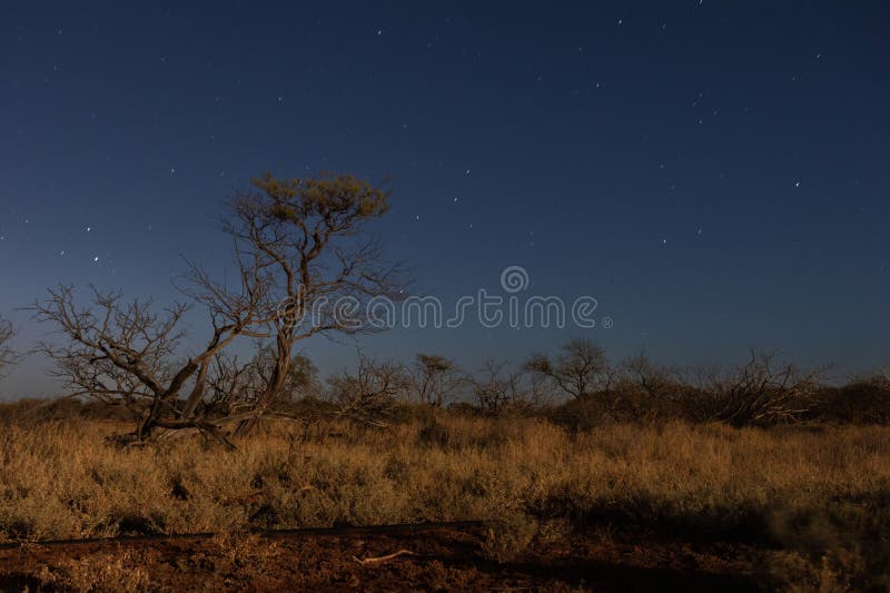 Single Tree Stands in the Foreground of an Eerie Landscape, Illuminated ...