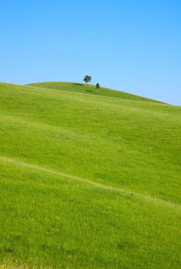 Single Tree on Hill stock photo. Image of countryside - 17789358