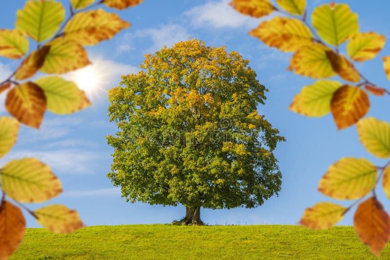 Single Tree in Meadow at Springtime Stock Photo - Image of grass ...