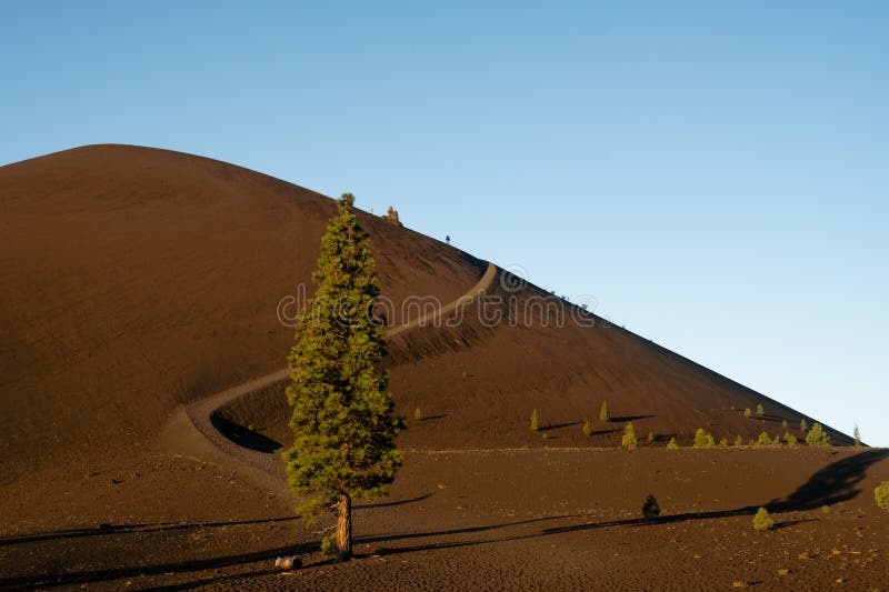 Single Tree Stands at the Start of the Cinder Cone Trail Stock Photo ...