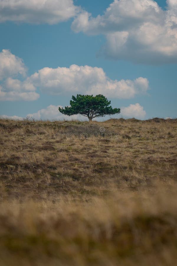Single Tree Stands Tall in a Vast, Open Field, Surrounded by Expansive ...