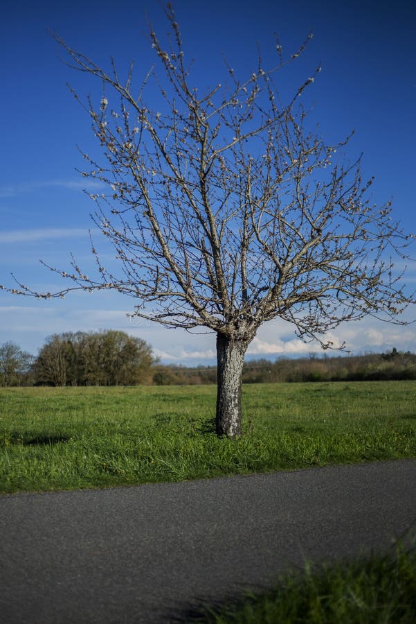 Tree s top branches stock photo. Image of pattern, natural - 320024624
