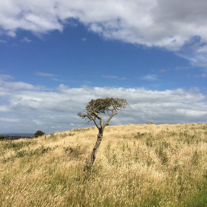 Lonely Wind Swept Tree Against the Wind Stock Photo - Image of outdoor ...