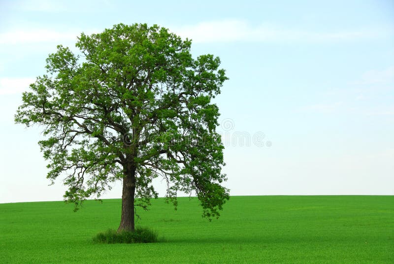 Single tree stock image. Image of country, isolated, grass - 894833