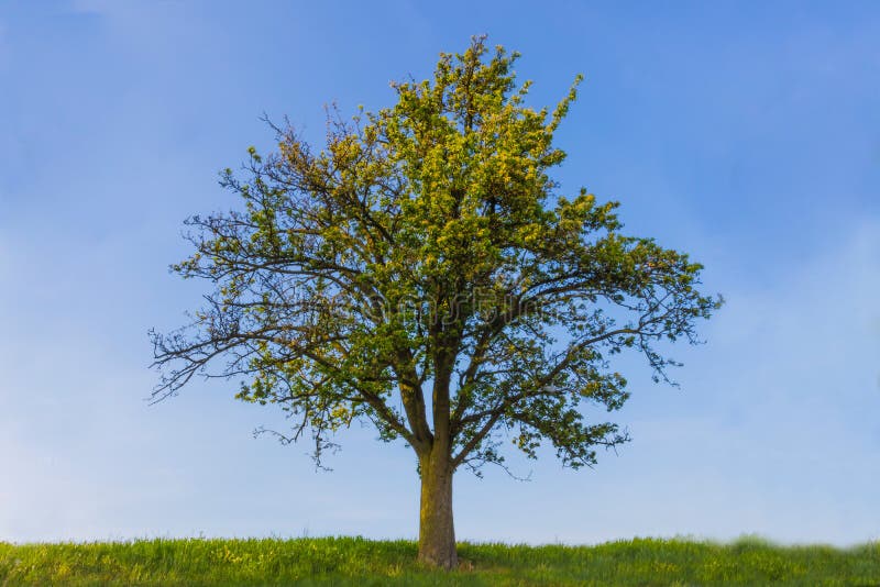 Tree on sunny day stock image. Image of land, outdoors - 115844491
