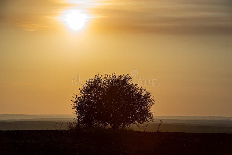 Single tree stock image. Image of lone, scenic, season - 15106187