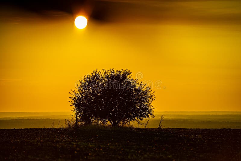 Single tree stock image. Image of lone, scenic, season - 15106187