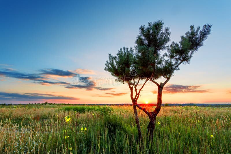Single tree, sunset stock image. Image of morning, environment - 63690985