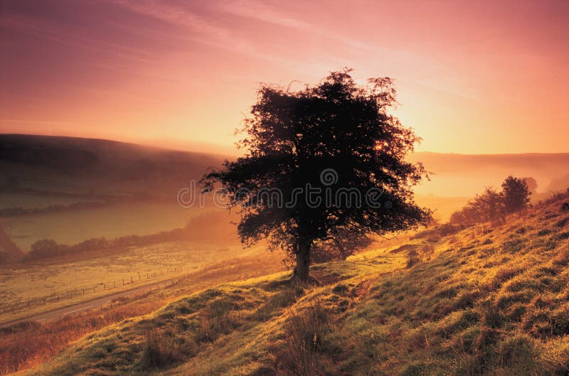 Single tree at sunset stock photo. Image of nature, field - 76660606