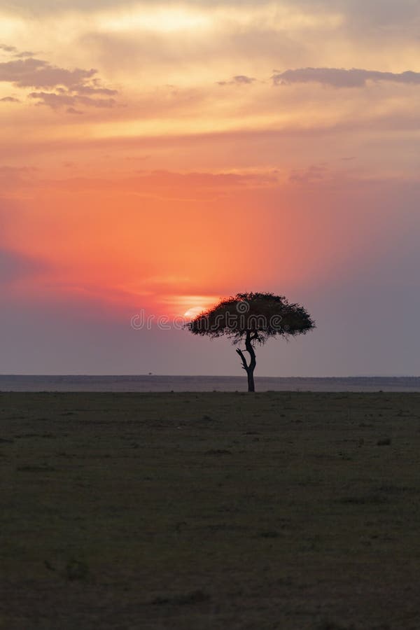 Sunset with a Single Tree in Silhouette Stock Image - Image of alone ...