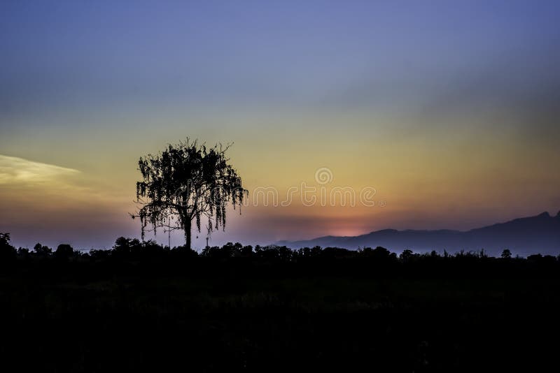 Single tree at sunset stock photo. Image of silhouette - 59452374