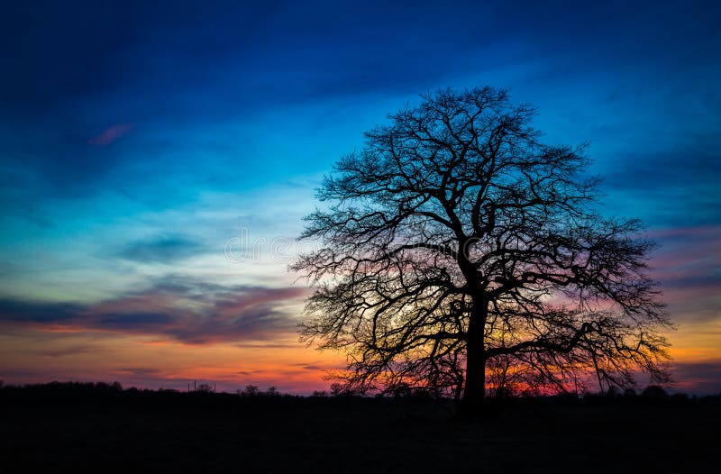 Single tree after sunset stock image. Image of orange - 52760475