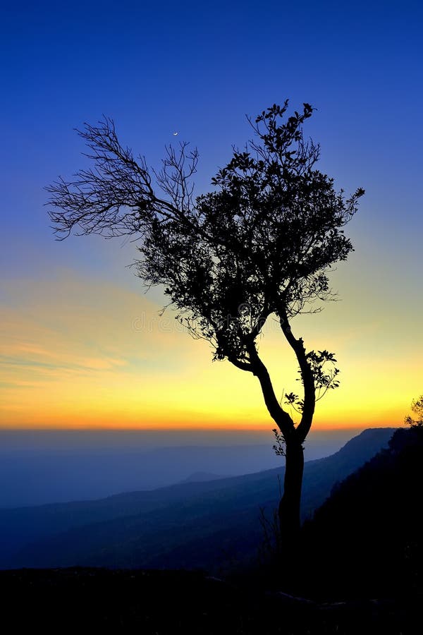 Single tree with sunset stock image. Image of grass - 138440489